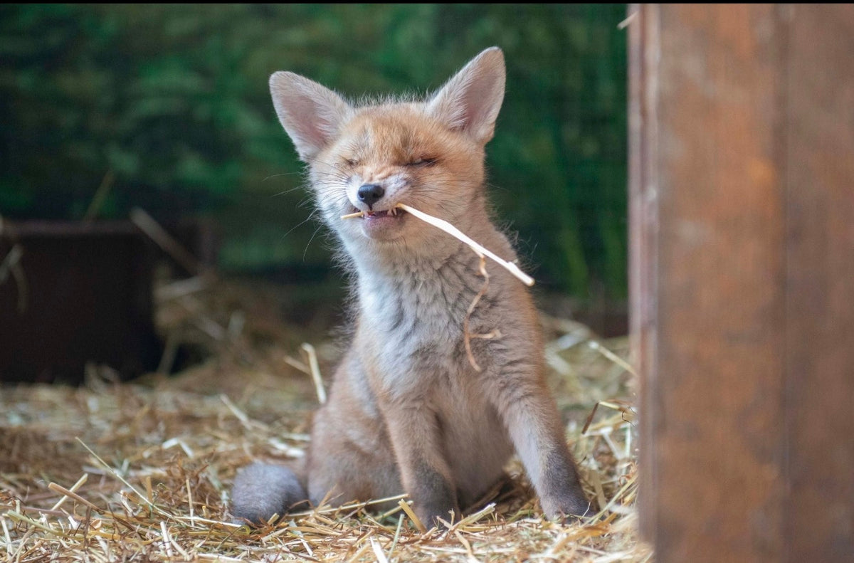 Perfect Presents – The Fox Project