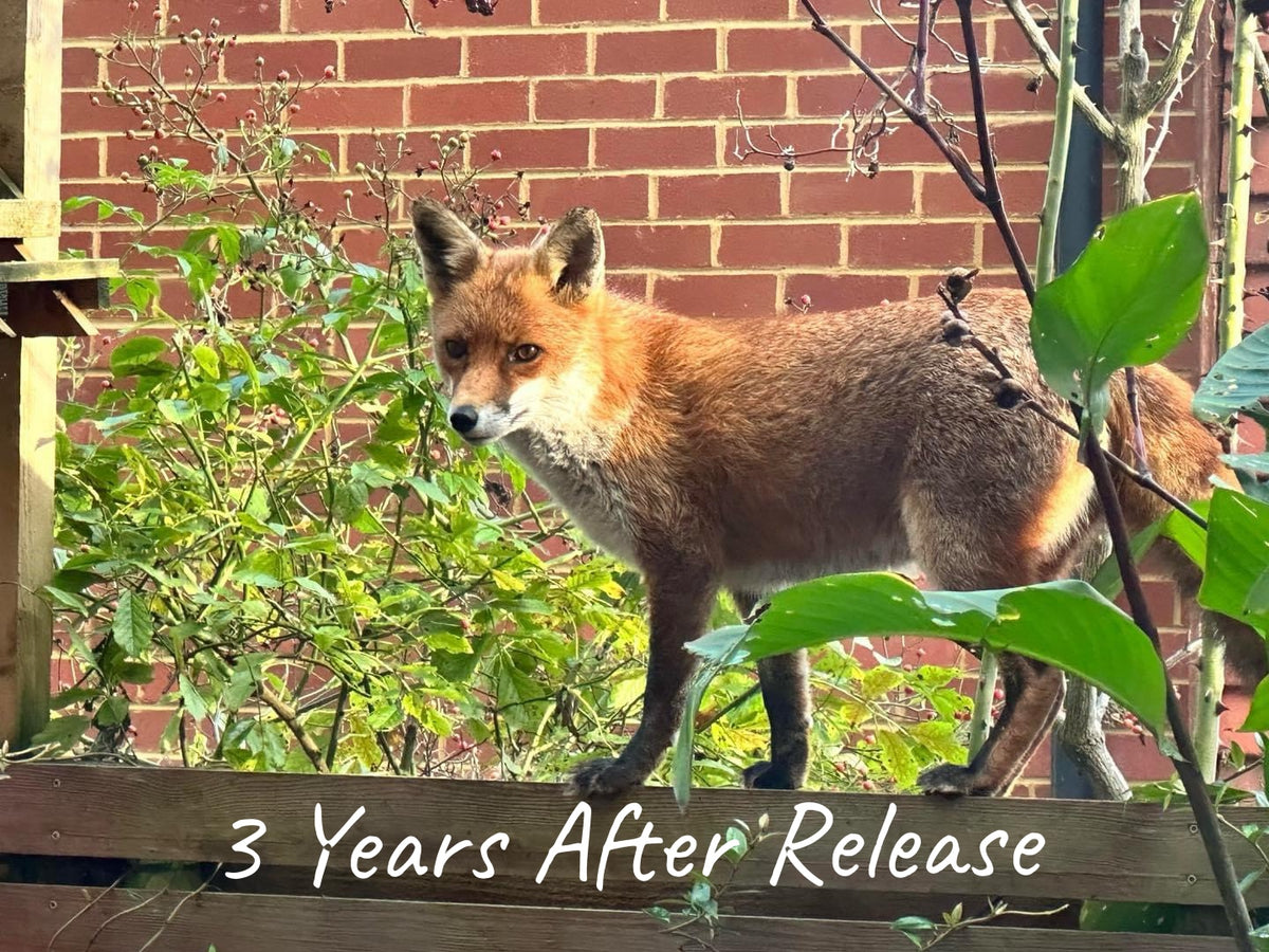 Donate a Bravecto! – The Fox Project