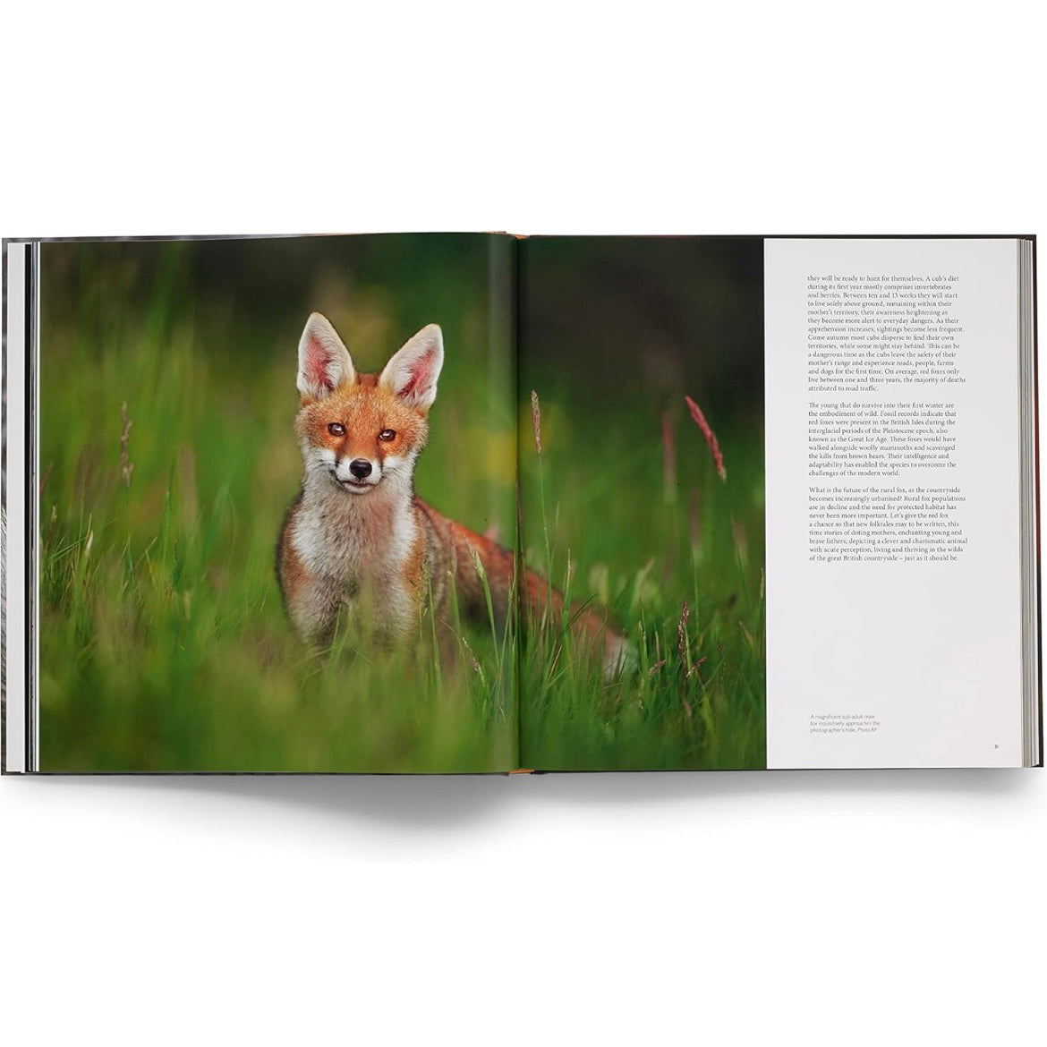 Books – The Fox Project