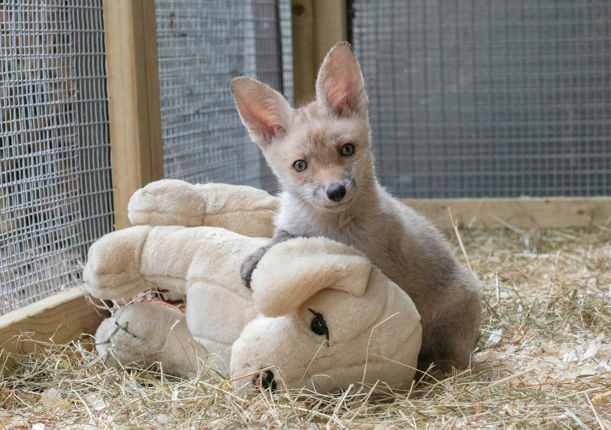 One-off donation – The Fox Project