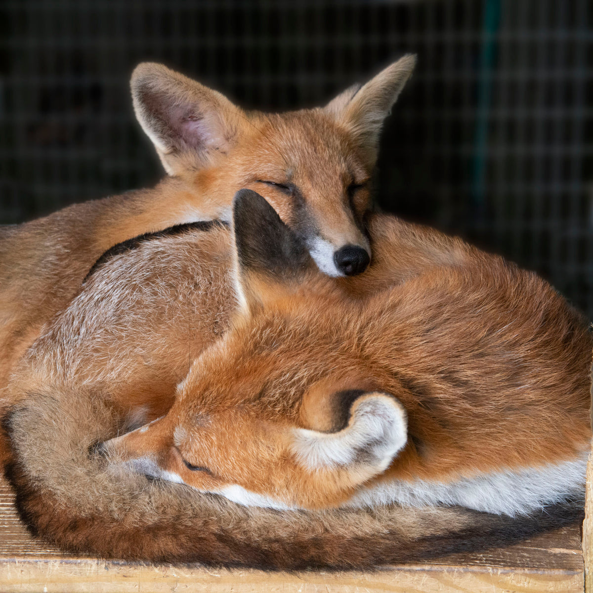 Fox card - Arthur and Perry – The Fox Project